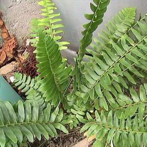400 Polystichum Acrostichoides Fern Spores/seeds - Etsy