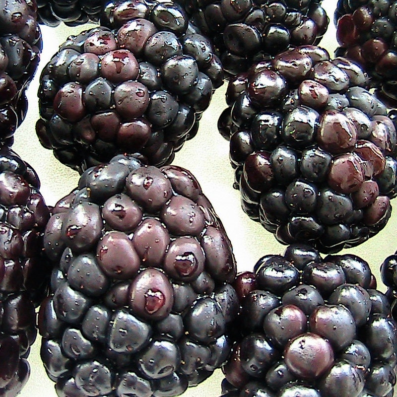 Thornless Blackberry Seeds - Etsy