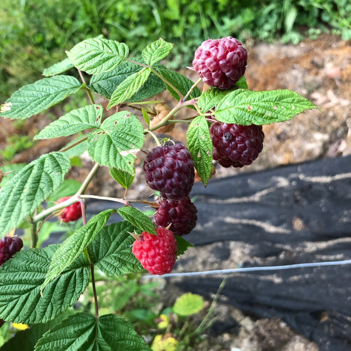50 Purple Raspberry Seeds rubus Neglectus - Etsy