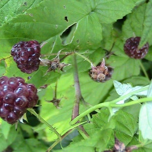 50 Purple Raspberry Seeds rubus Neglectus - Etsy