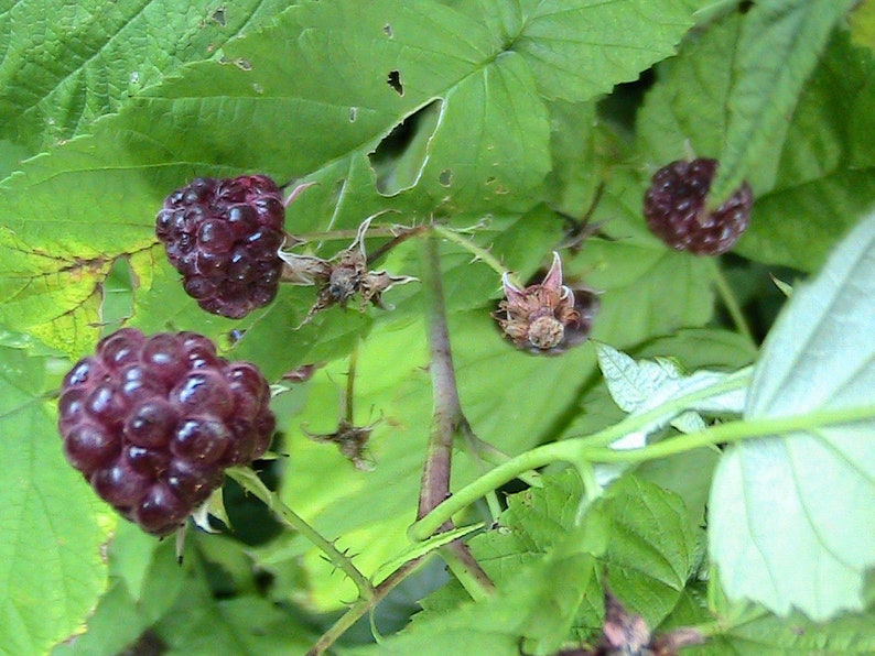50 Purple Raspberry Seeds rubus Neglectus - Etsy