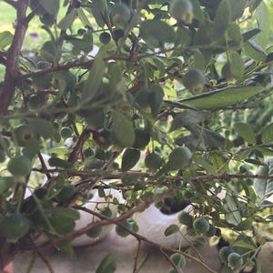 10 Deerberry Seeds, Native Berry Bush. - Etsy