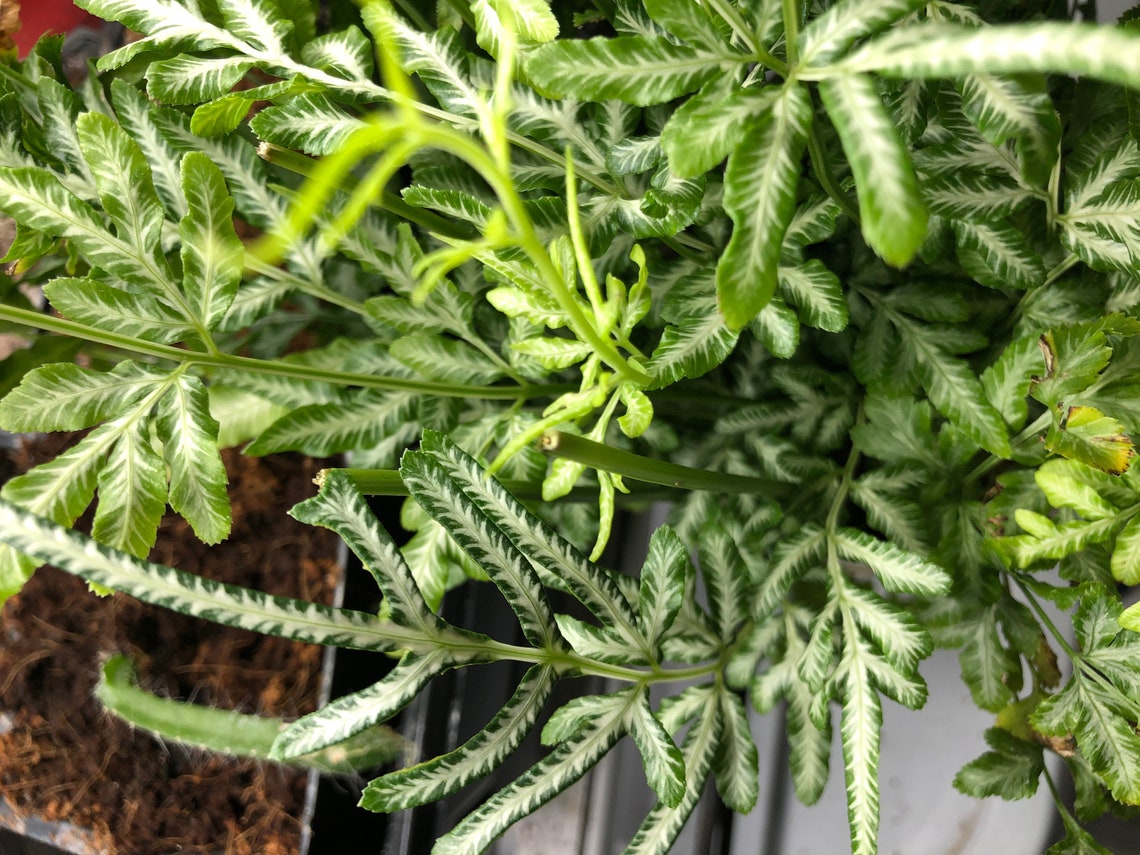 100 Silver Lace Houseplant Fern Spores (seeds) -pteris Cretica - Etsy