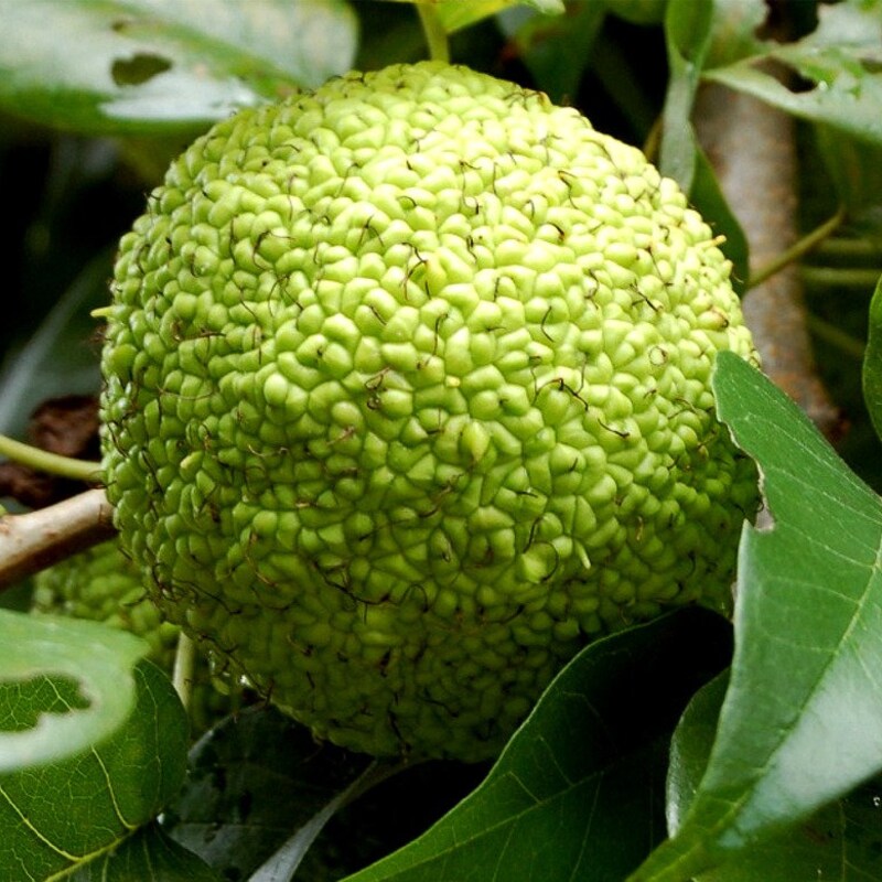 Osage Orange - Etsy