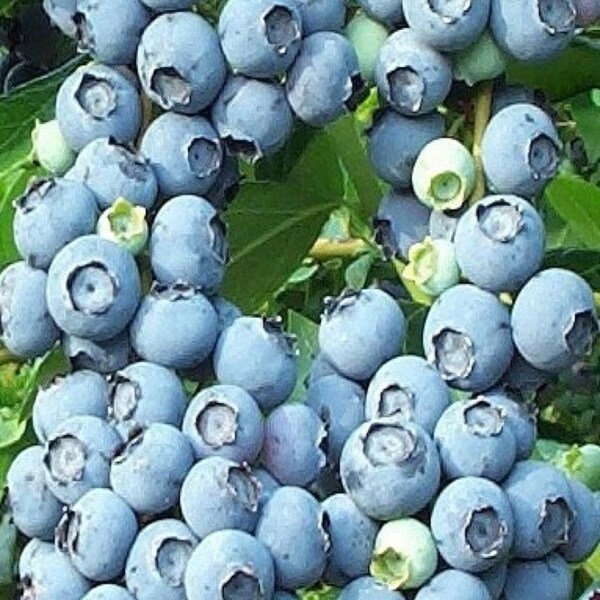 Blueberry Seeds - Etsy