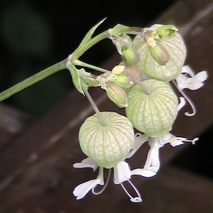 10 Bladder Campion Wildflower Seeds - Etsy