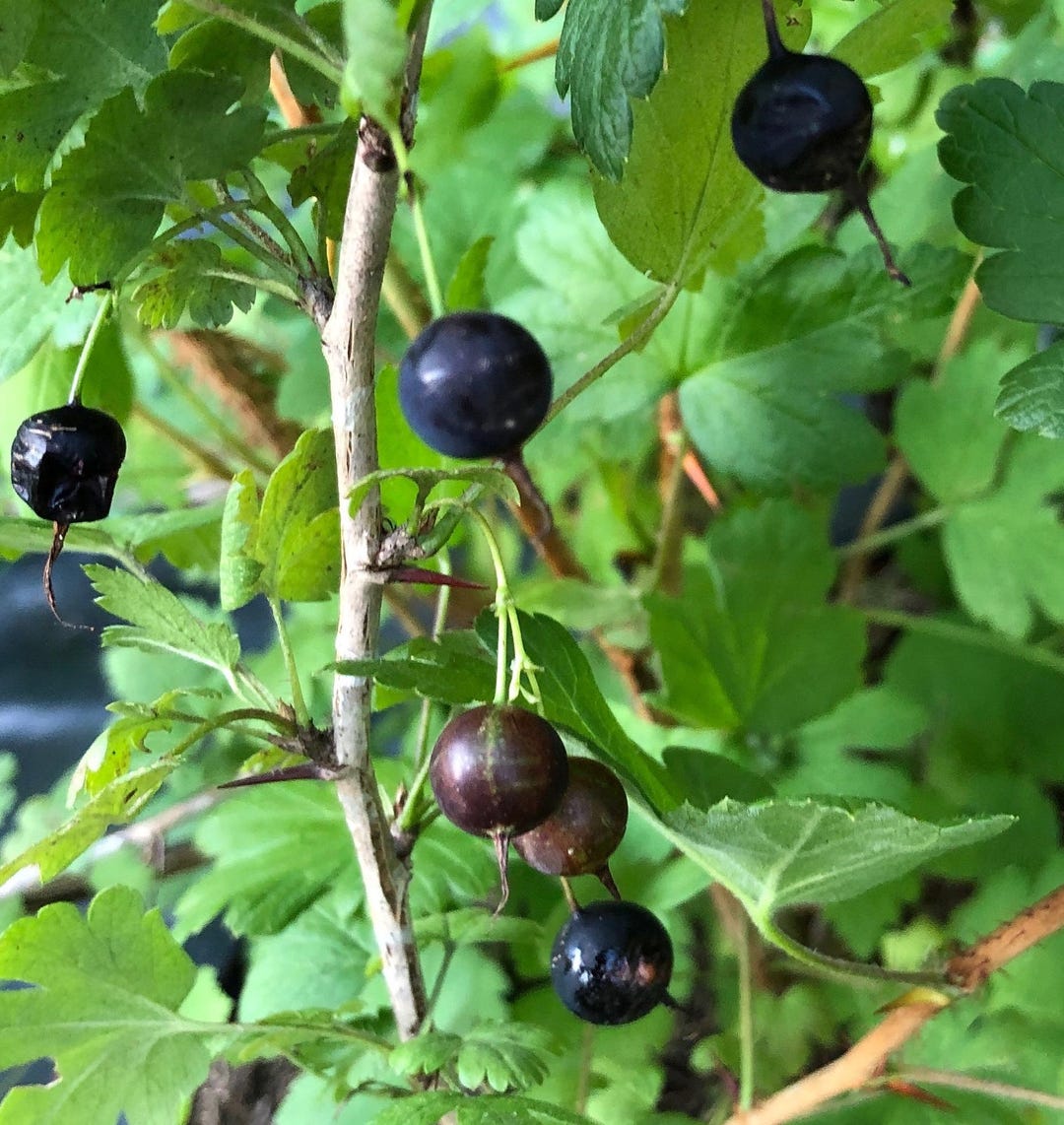 15 Black Gooseberry Seeds rare Coloration Variety - Etsy