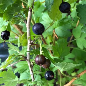 15 Black Gooseberry Seeds rare Coloration Variety - Etsy