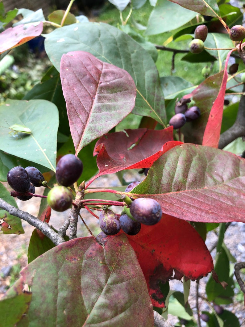 5 Tupelo Tree Seeds - Etsy