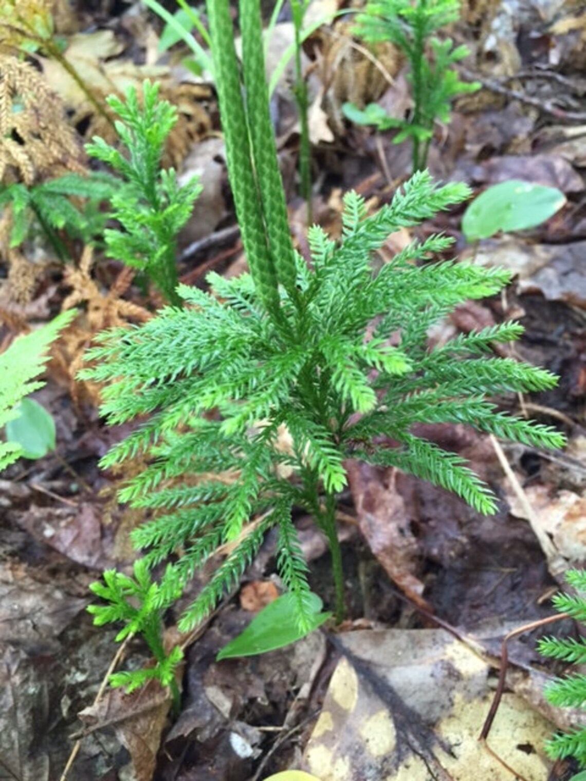 500 Spores of Dendrolycopodium Obscurum Princess Pine - Etsy