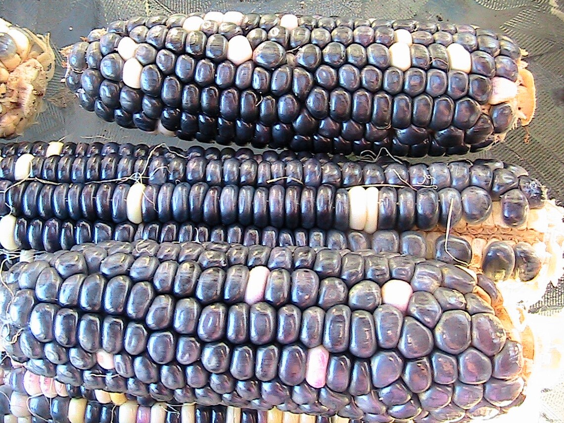 25 Heirloom Blue & White Aztec Corn Seeds | Etsy
