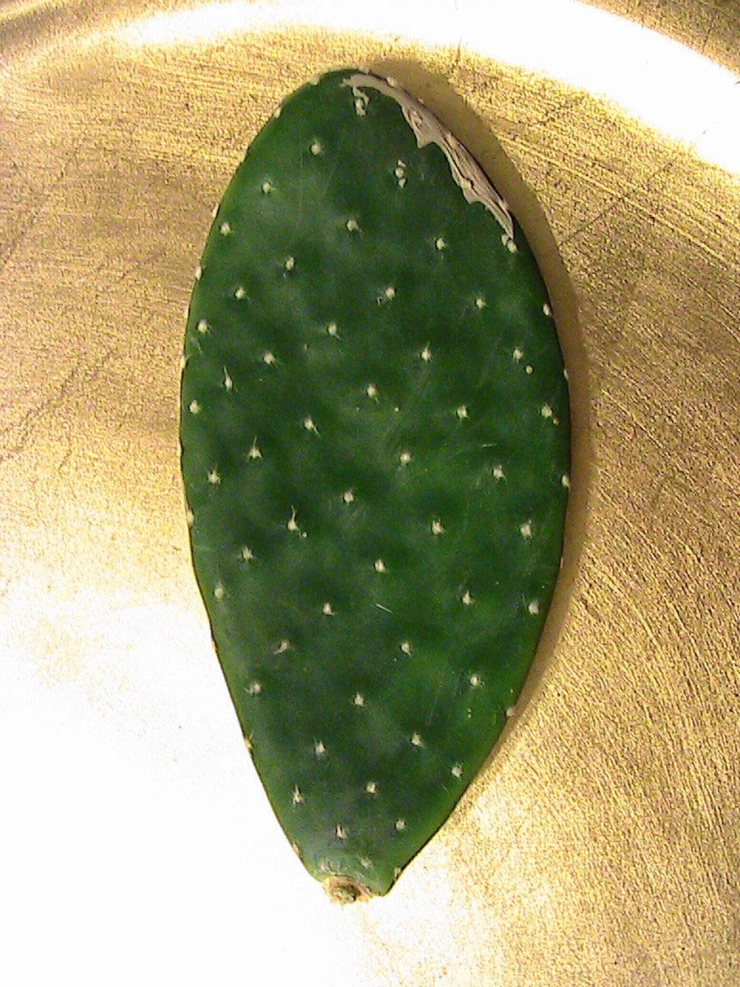5 Nopales Cactus Pear Seeds - Opuntia Ficus Indica Edible Cactus - Etsy