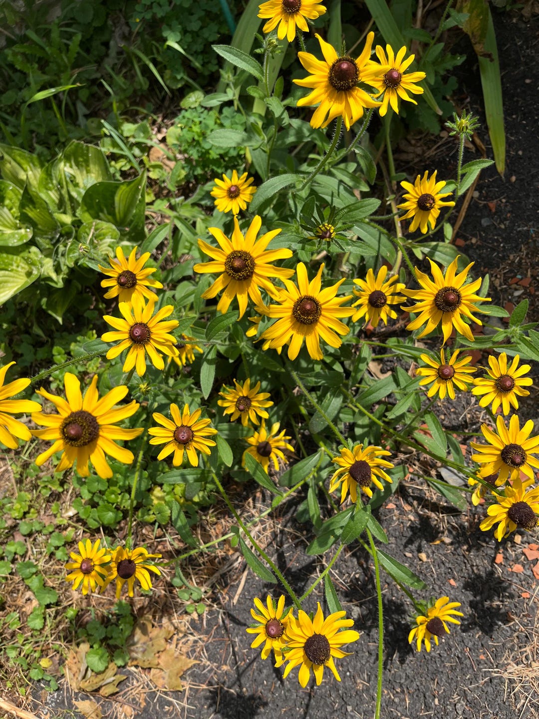 10+ Black Eyed Susan Rudbeckia Seeds - Etsy