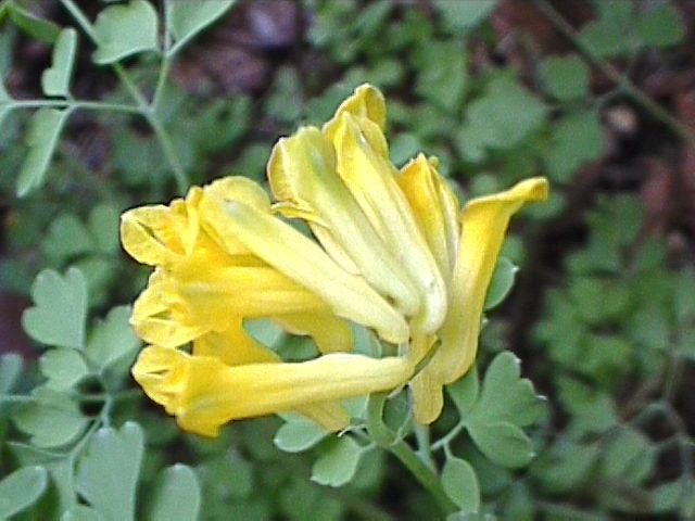10 Yellow Bleeding Hearts Flower Seeds -corydalis Lutea - Etsy
