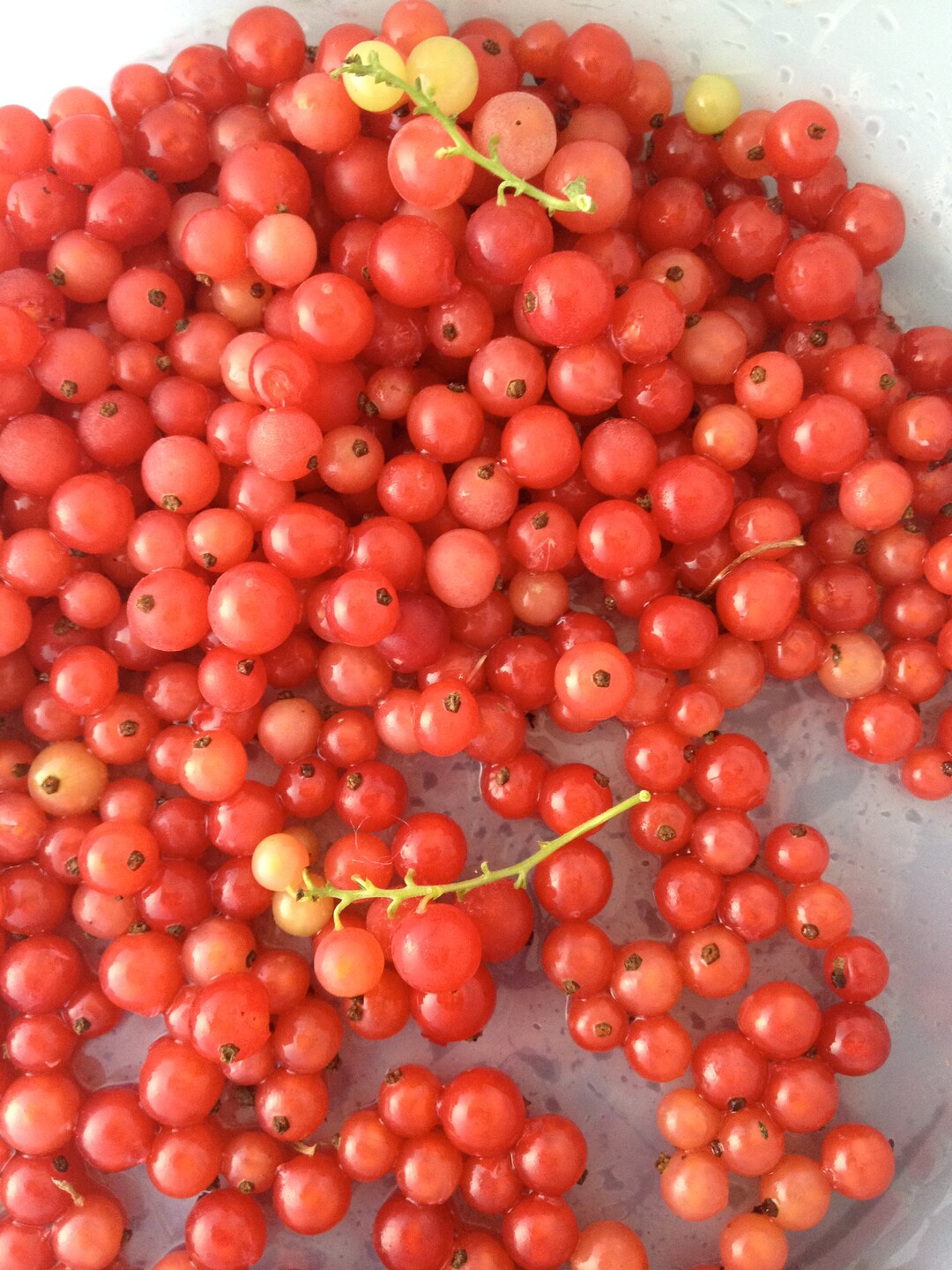 Heirloom Currant Seeds Gift Bundle: Red Lake, Black Consort, Champagne ...