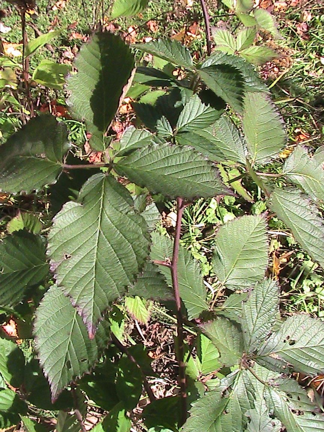 300 Thorn-less Blackberry Seeds - Etsy