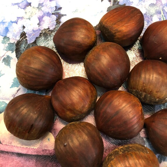 5 Sweet Chestnut Tree Seeds hardwood Edible Nut Bearing Tree - Etsy Canada