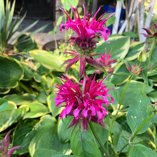 Bee Balm - Etsy