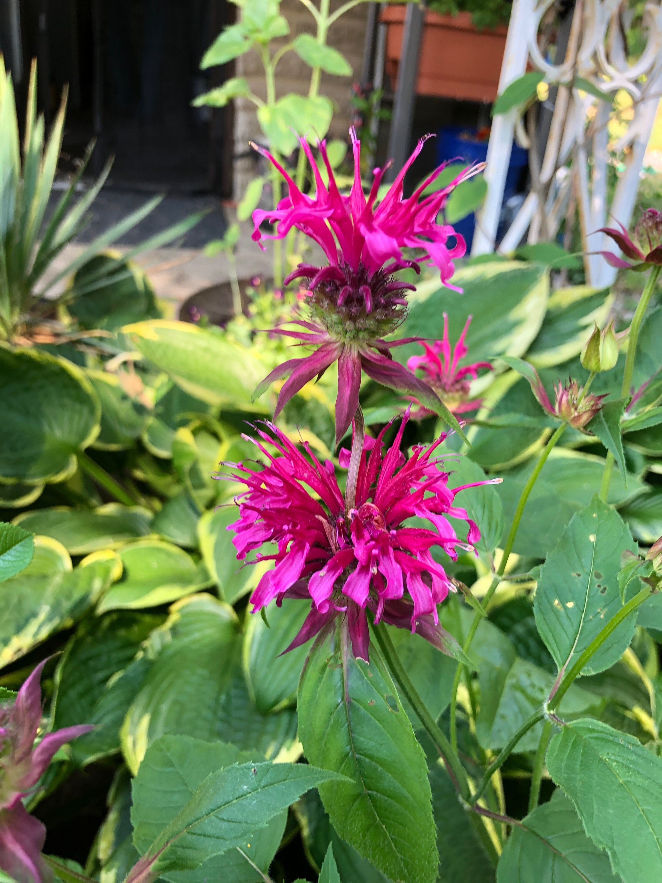 Purple Bee Balm Plant