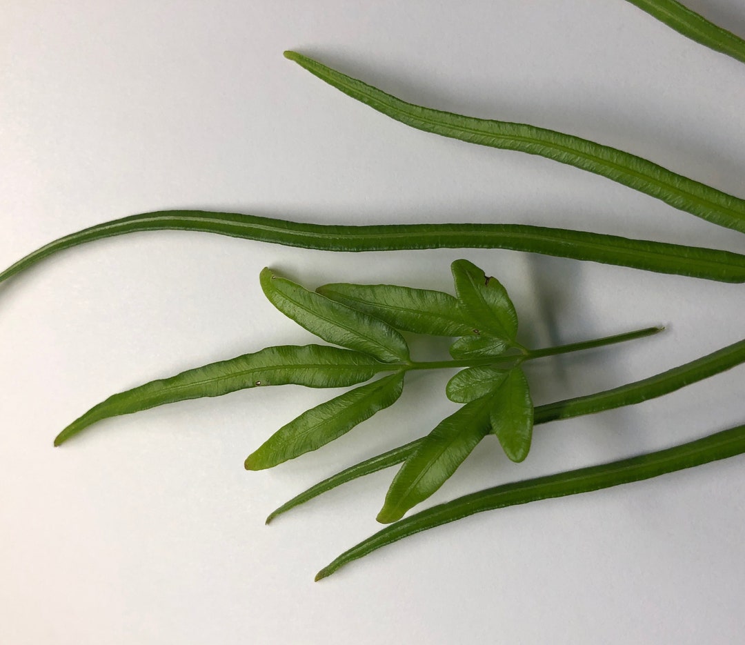 50+ Spider Brake Fern Spores (seeds) -pteris Mulitifida - Etsy