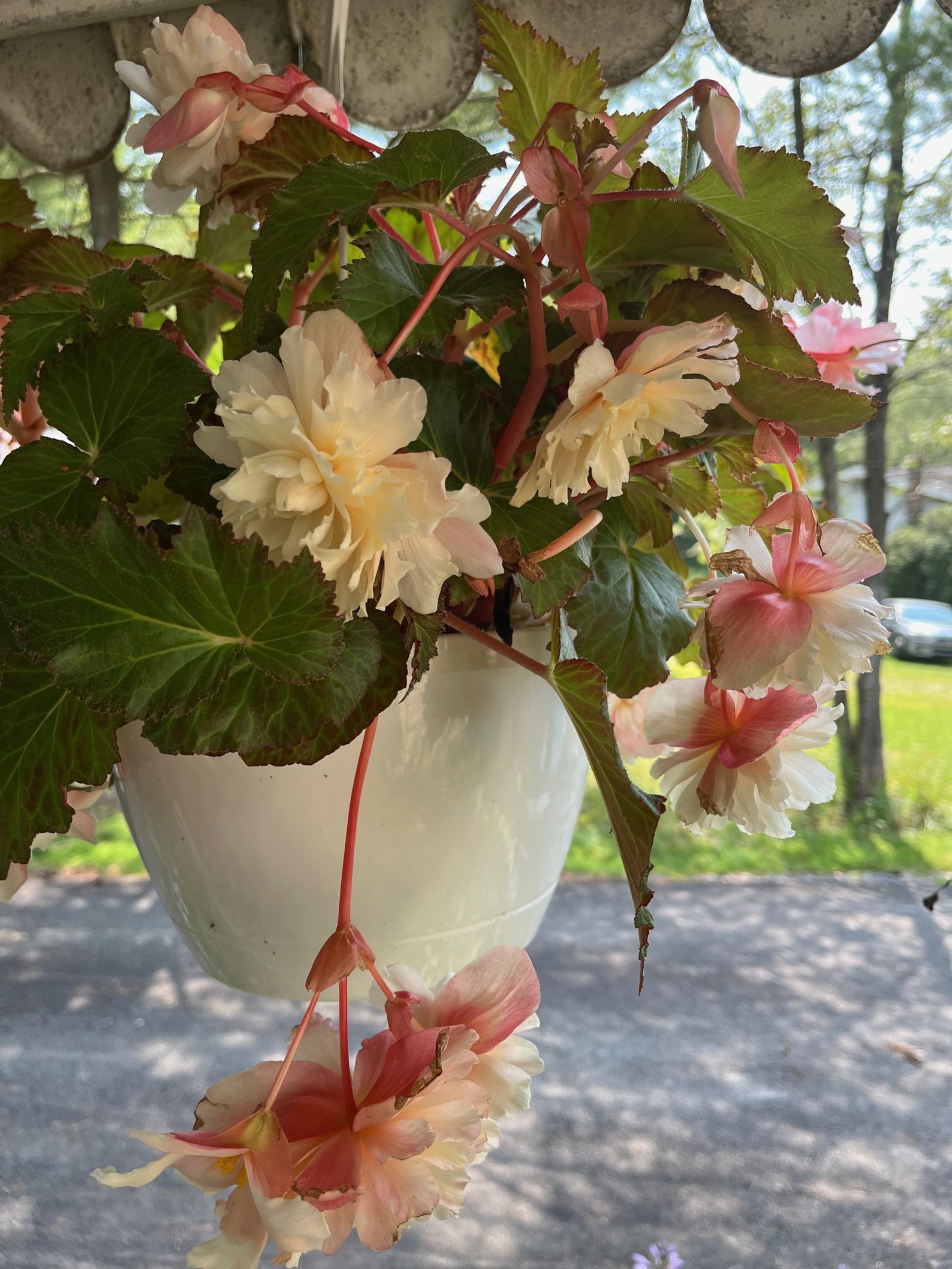 10+ Apple Blossom Begonia Pendula Seeds -pink & White - Etsy