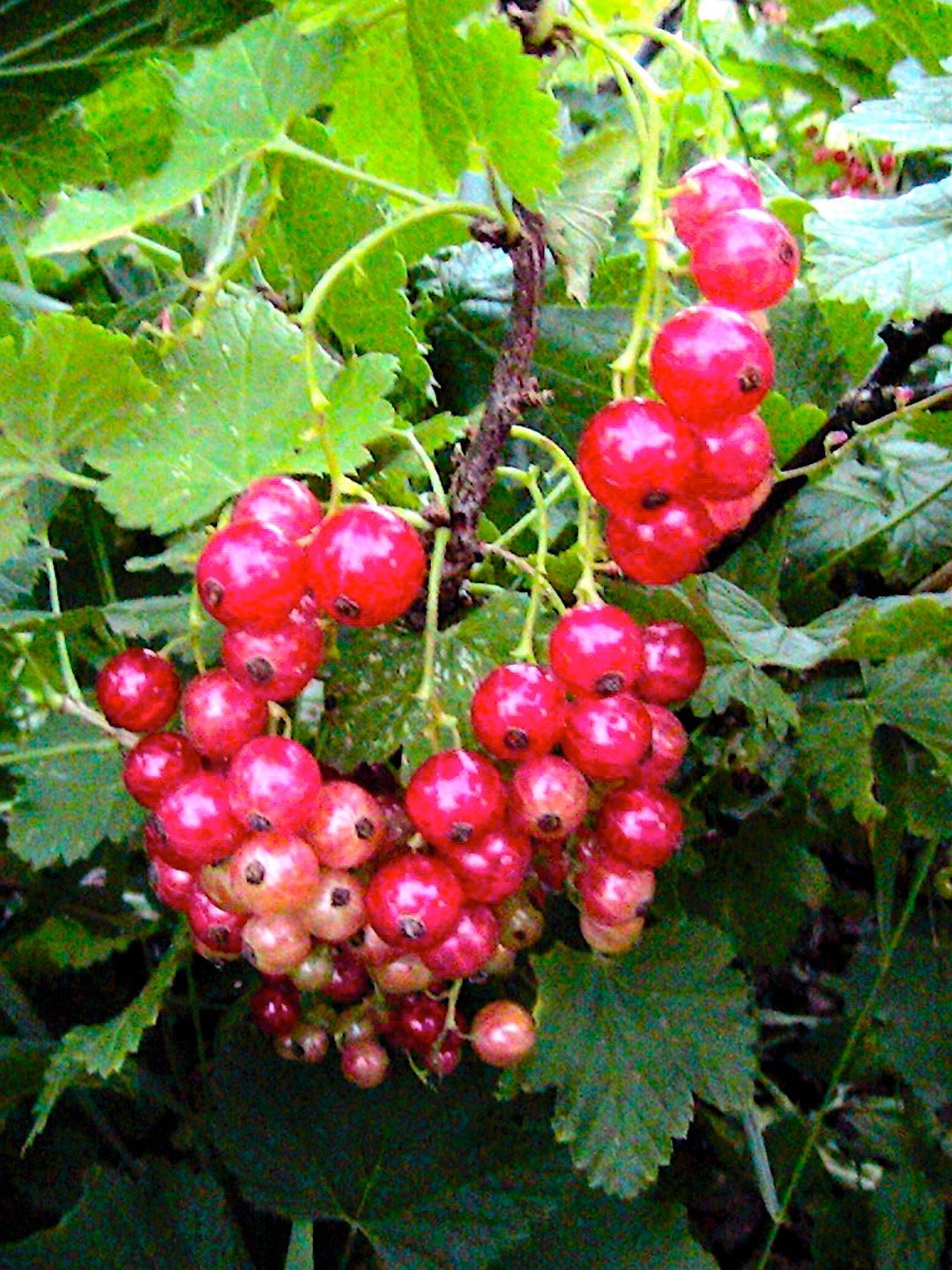 50 Perfection Red Currant Seeds - Etsy