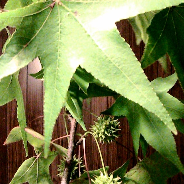 Sweet Gum Tree Seeds - Etsy
