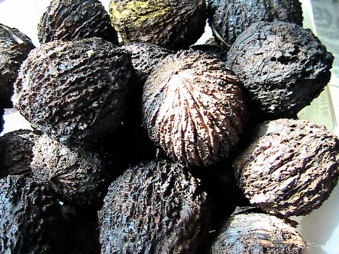 Juglans Black Walnut 3 Seeds -currently Kept in Cold Storage to ...