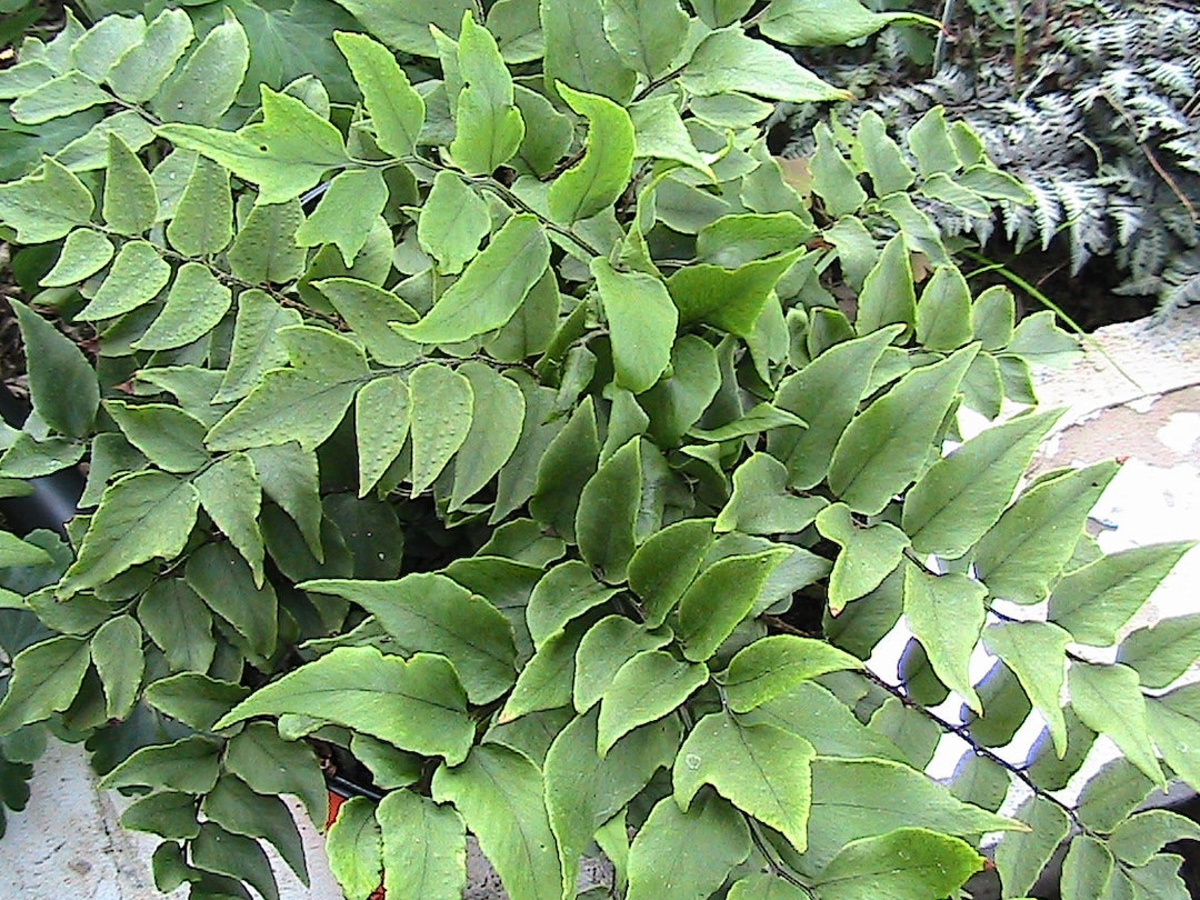 Clivicola Fern Spores/seeds-cyrtomium Fortunei Var Clivicola Z5b - Etsy