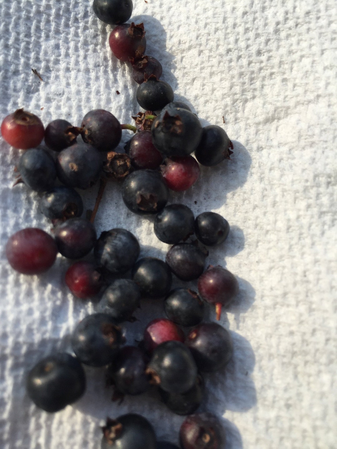 15 Huckleberry Seeds native Pennsylvania Huckleberry - Etsy