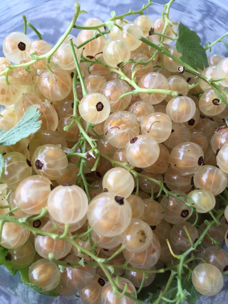 10+ Champagne White Currant Seeds - Etsy
