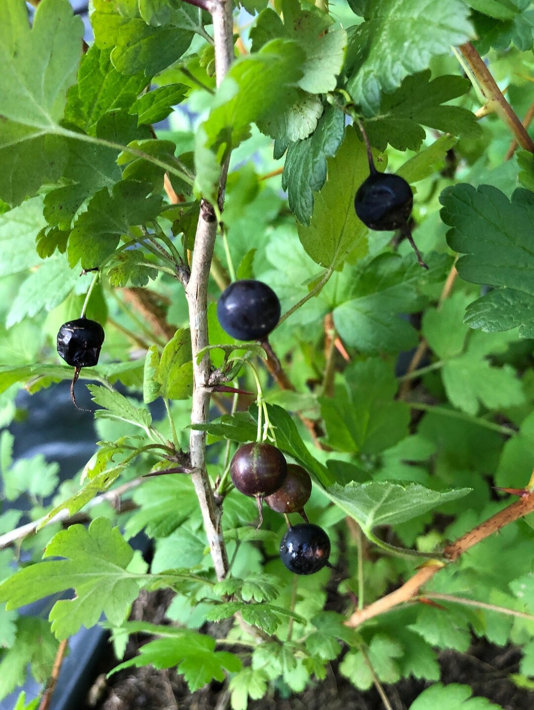 20 Black Gooseberry Seeds rare Coloration Variety - Etsy