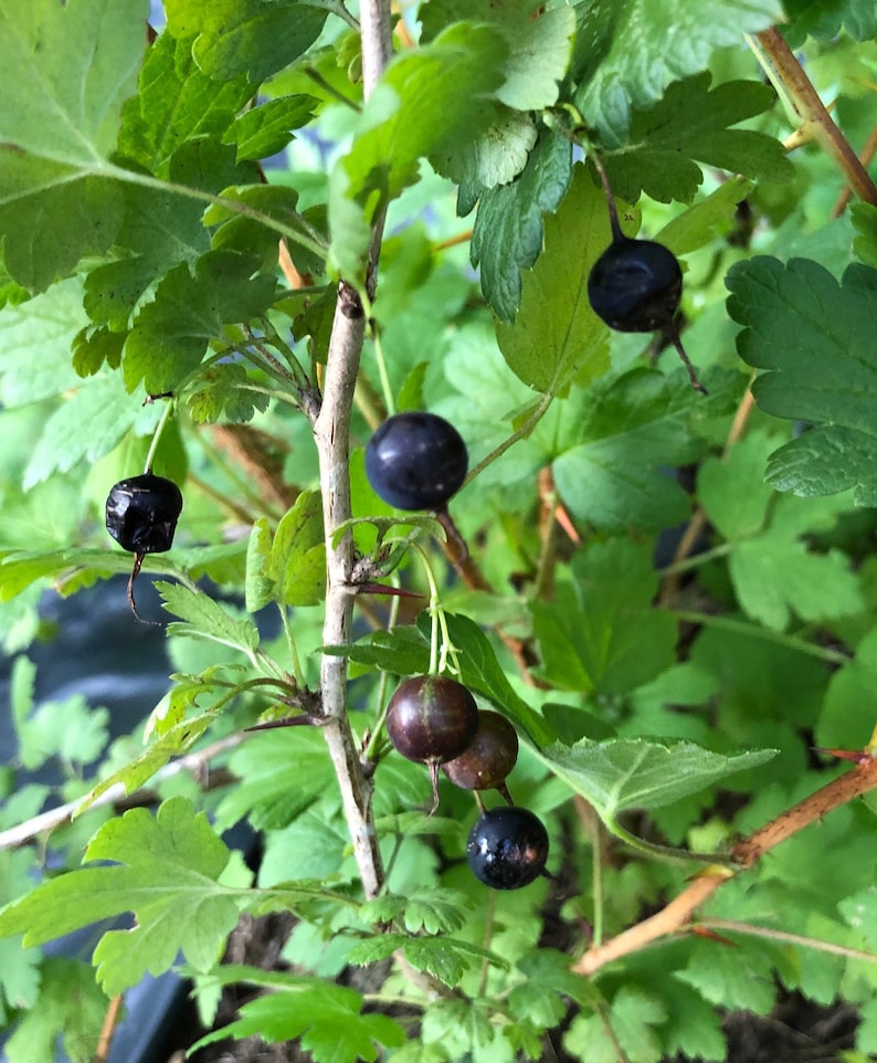 Groseille noire, 30 graines, variété de couleur rare - Etsy France