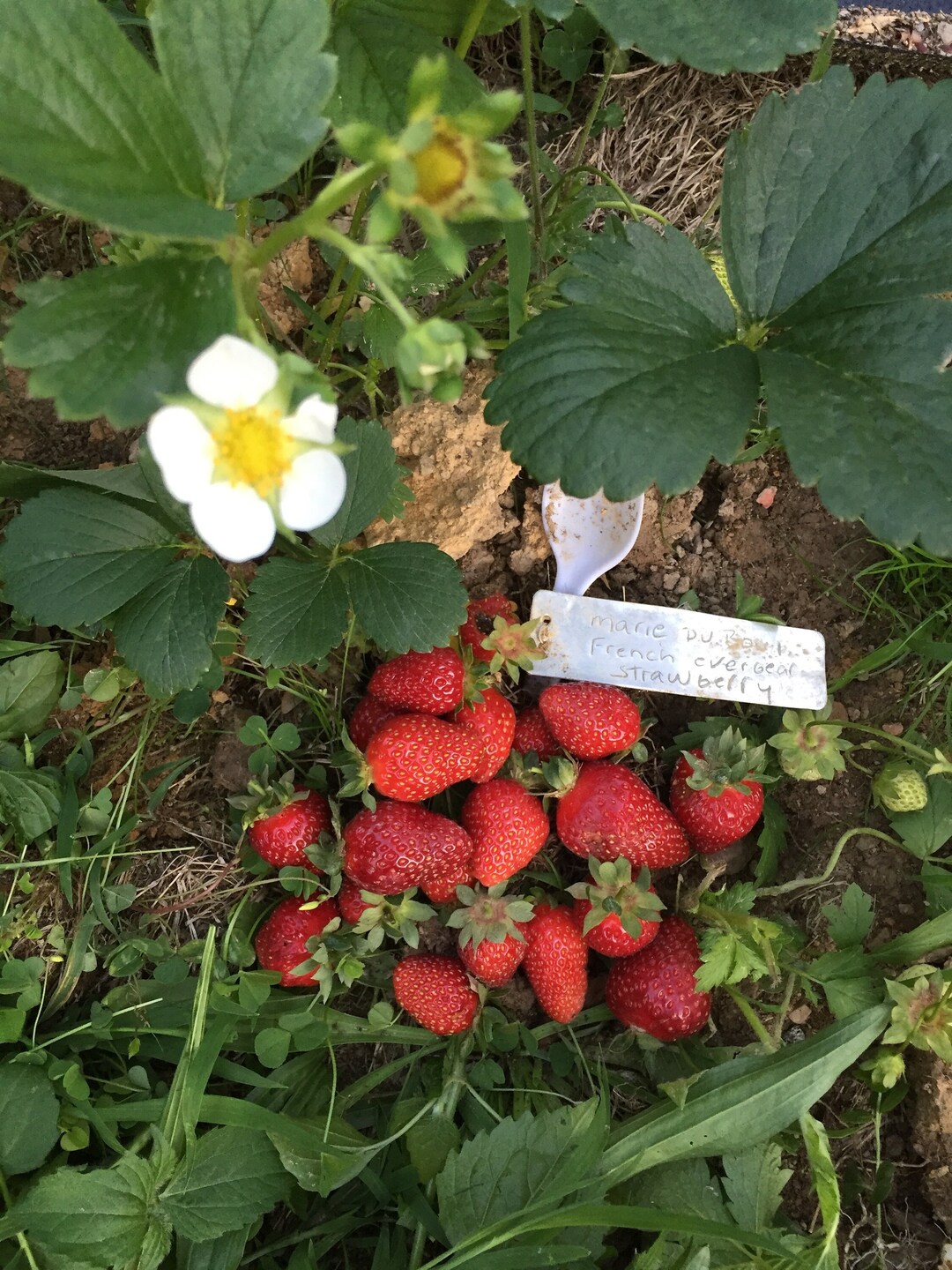 10 Mara Des Bois Strawberry Seeds Med-large Berries - Etsy