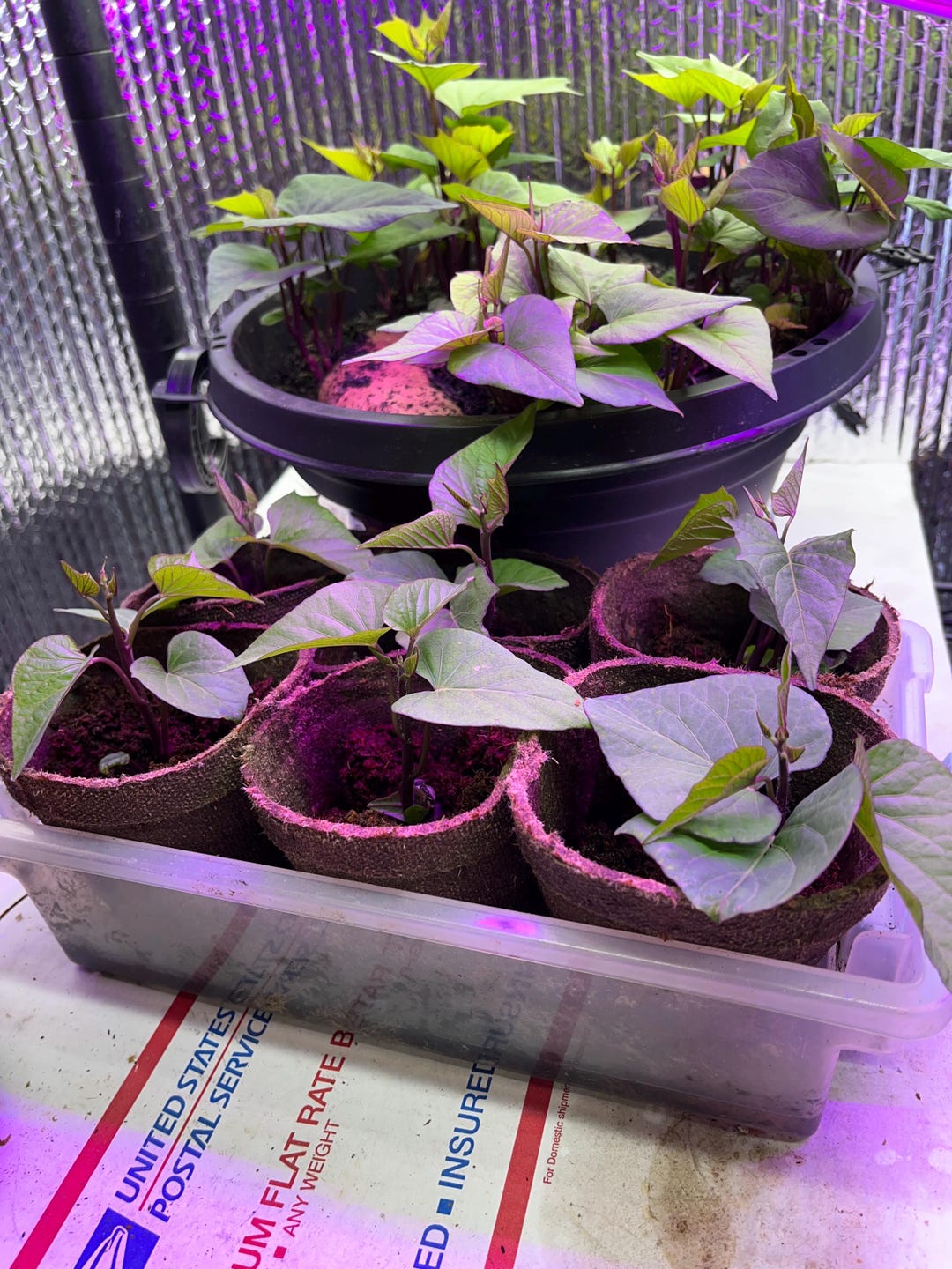 Rooted Purple Flesh Sweet Potato Vine Slip -can Use to Grow Multiple ...