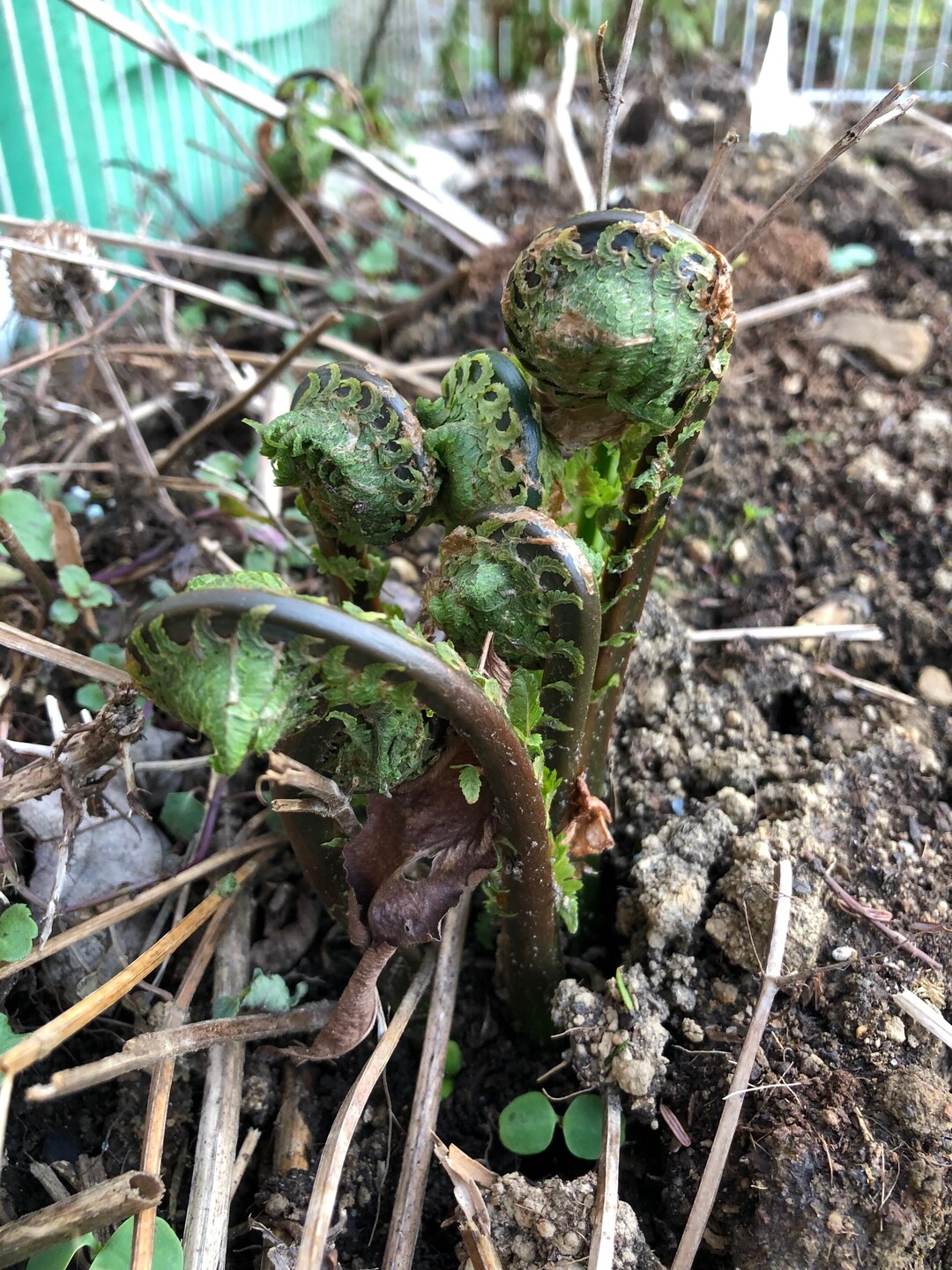 TN Ostrich Fern 300 Spores/seeds-athyrium Pycnocarpon Fiddleheads - Etsy