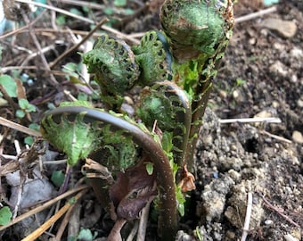 250 Ostrich Fern Spores (matteuccia Struthiopteris Seeds) Fiddlehead - Etsy