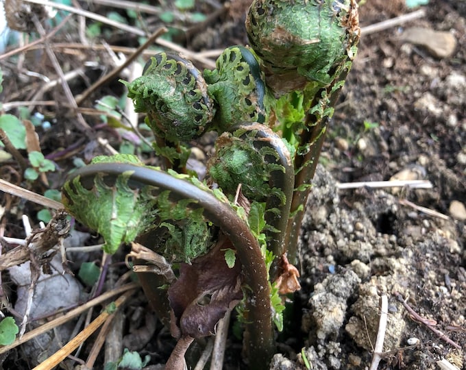 250 Ostrich Fern Spores (matteuccia Struthiopteris Seeds) Fiddlehead - Etsy
