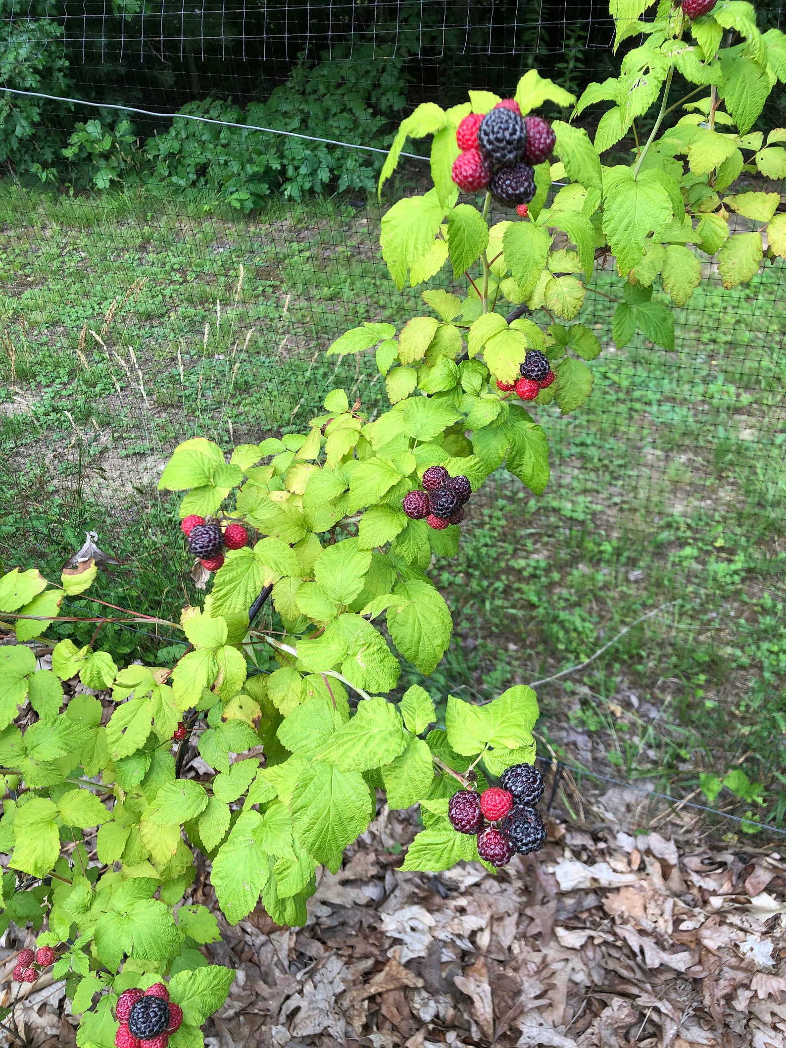15 Jewel Black Raspberry Seeds large Berries - Etsy