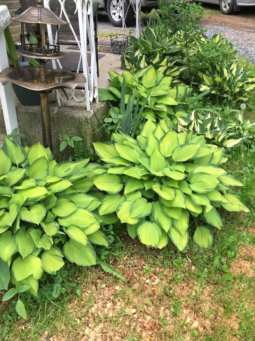 15+ Royal Mix Hosta Seeds -seeds From My Plethora of Hosta Plants - Etsy