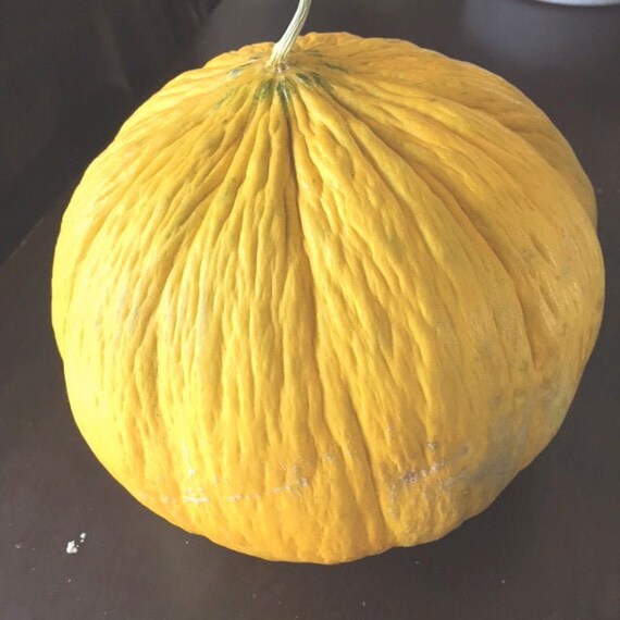 10 Casaba Melon Seeds Fruiting Vine | Etsy