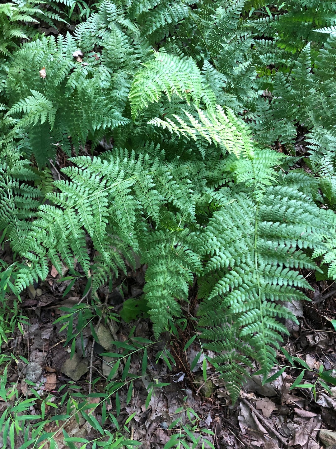 600 Lady Fern Spores Seeds (anthyrium Filix-femina) - Etsy