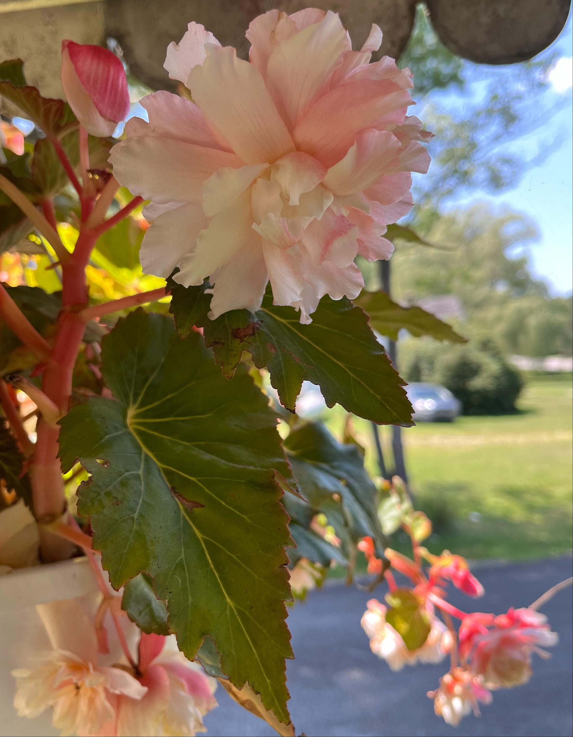 10+ Apple Blossom Begonia Pendula Seeds -pink & White - Etsy