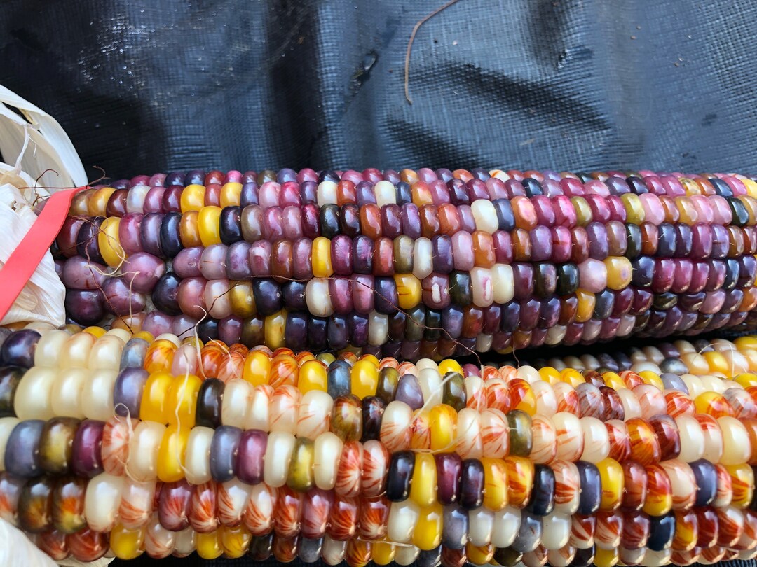 25 Heirloom Flour Corn Seeds gorgeous Color Variations - Etsy
