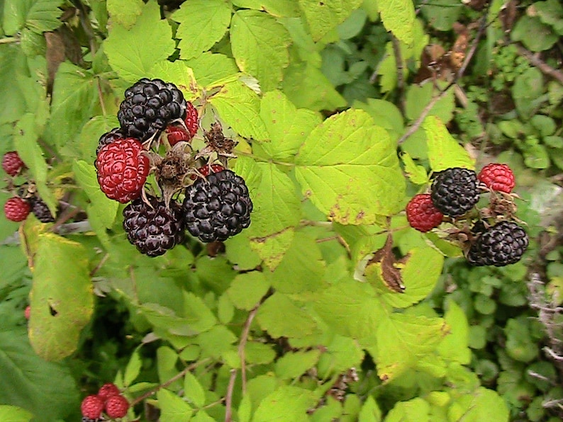 15 Blackcap Raspberry Seeds - Etsy