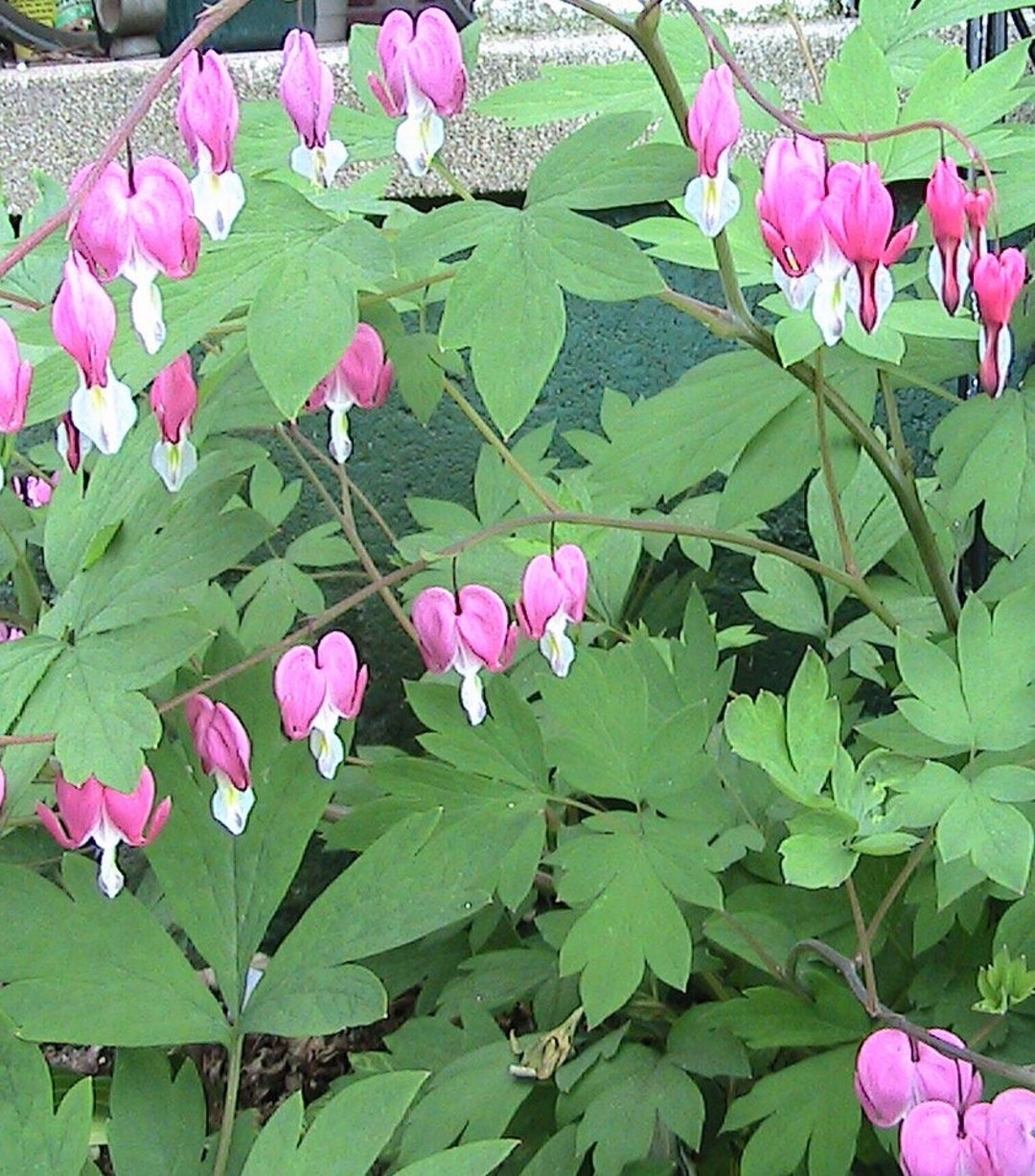 10 Bleeding Hearts Flower Seeds - Etsy