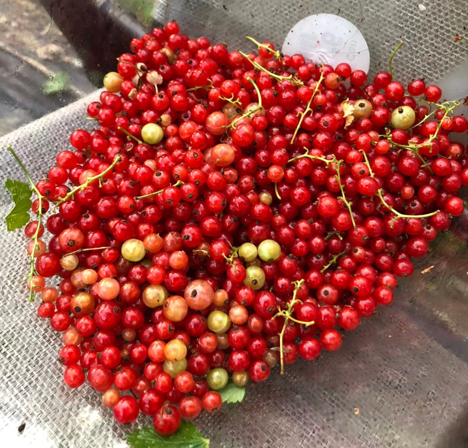 Perfection Red Currant 10+ Seeds - Etsy