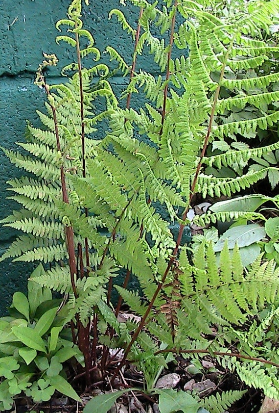 Red Fern Plants