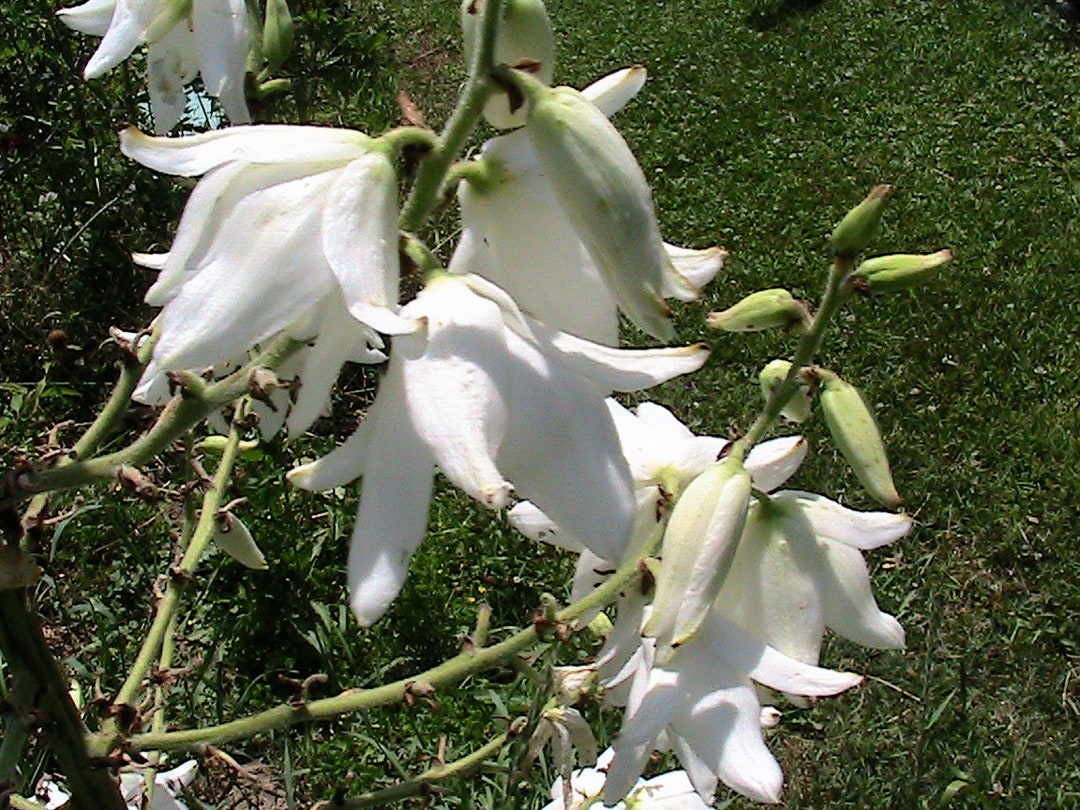 5+ Adam's Needle Seeds -white Flower - Etsy