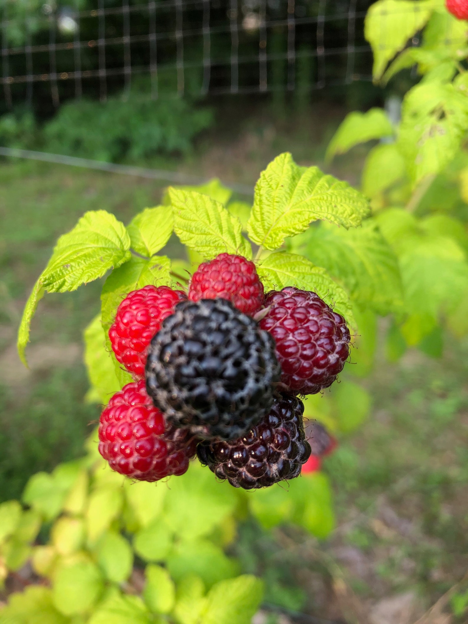 15 Jewel Black Raspberry Seeds large Berries - Etsy